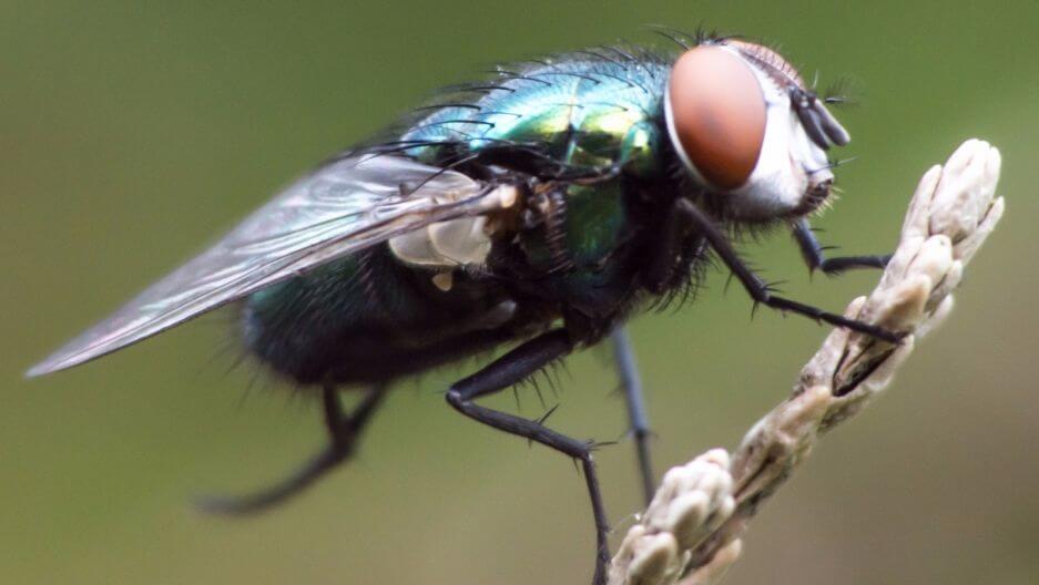 Where Flies Lay Their Eggs - 5 Tips To Prevent Infestations