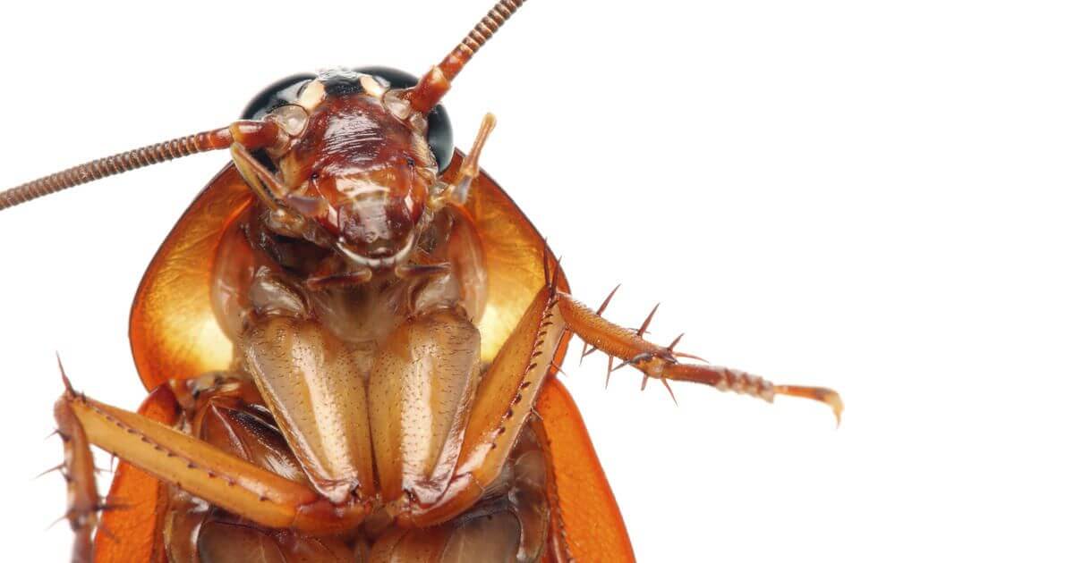 Total World Domination Roach