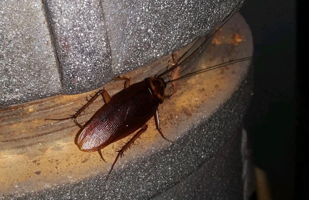 German Cockroach Extermination For Pittsburgh Businesses