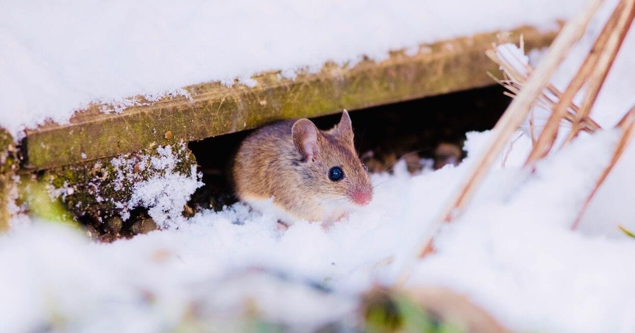 Pittsburgh Fall Winter Cold Weather Pest Control | Pestco