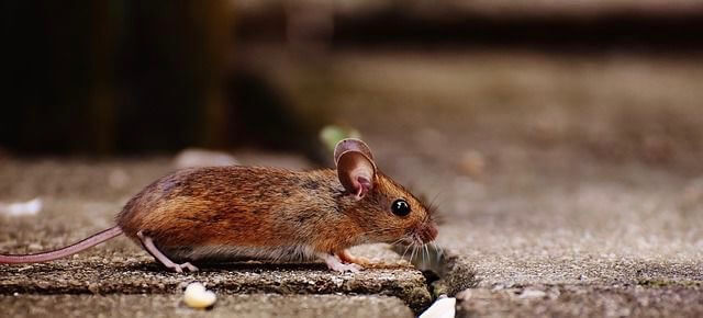 Pittsburgh Mouse Control For Businesses & Commercial Spaces