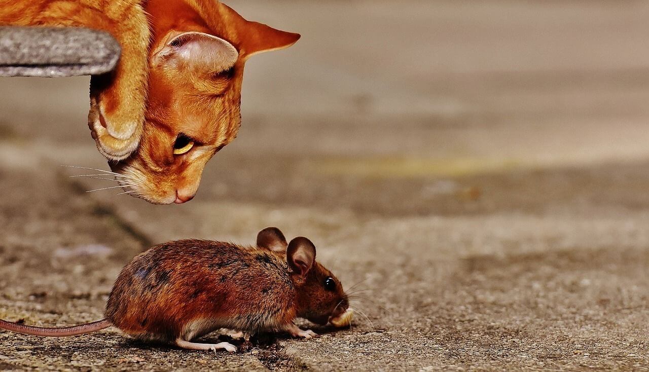 Pittsburgh Mouse Control For Businesses & Commercial Spaces