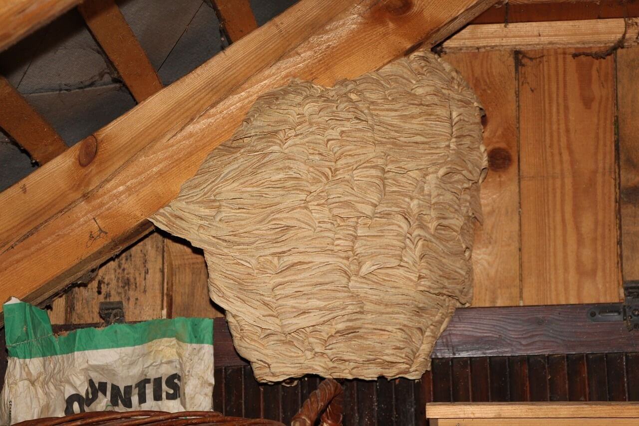 Pittsburgh Hornet Control | Hornet Nest Removal Services