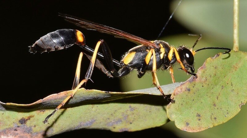 Pittsburgh Wasp Control: The Most Fierce Stinging Insect