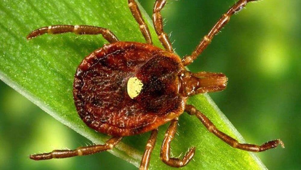 Tick Control Services For Pittsburgh And Allegheny County