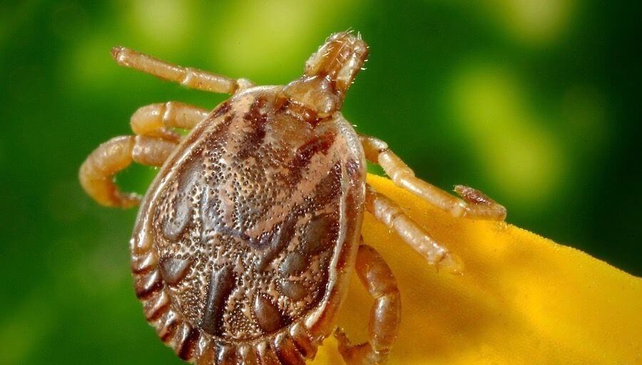 Tick Control Services For Pittsburgh And Allegheny County