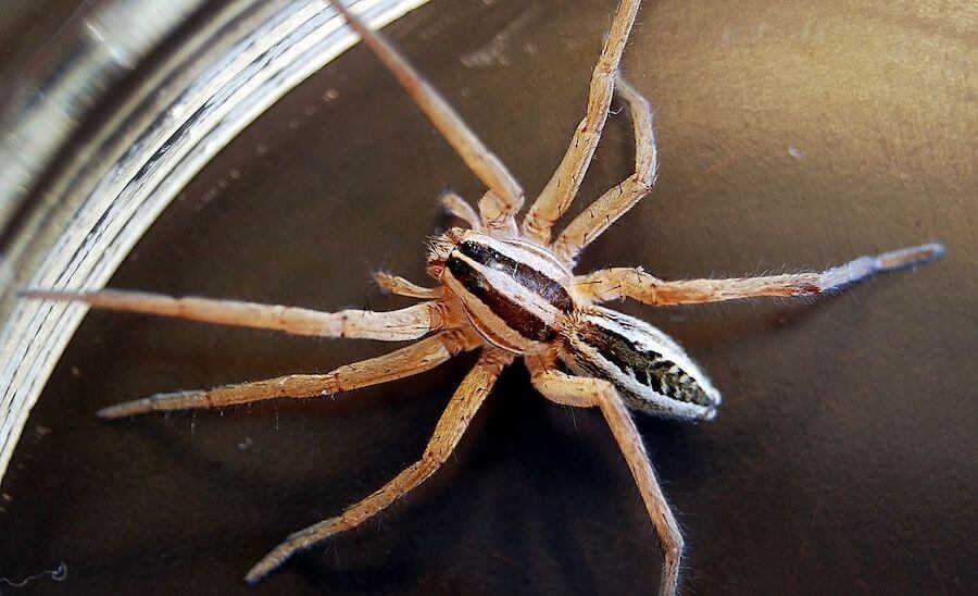 The Schmidt Pain Index And The Most Painful Insect Stings