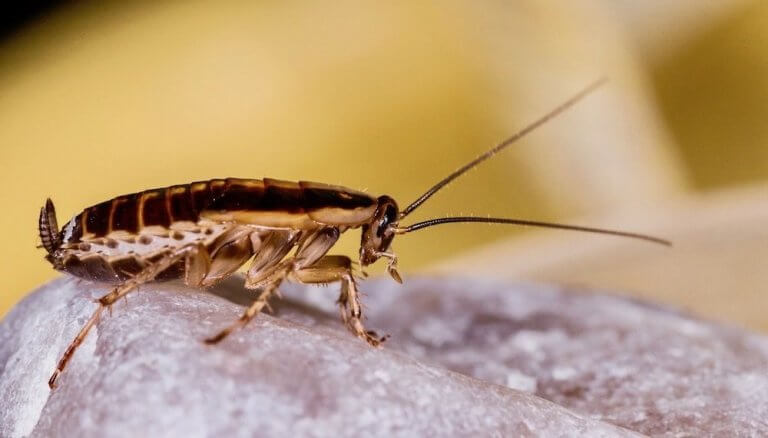12 Tips For Winter Cockroach Control - A Homeowners Guide