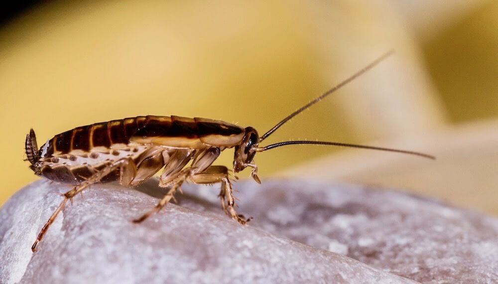 12 Tips For Winter Cockroach Control - A Homeowners Guide