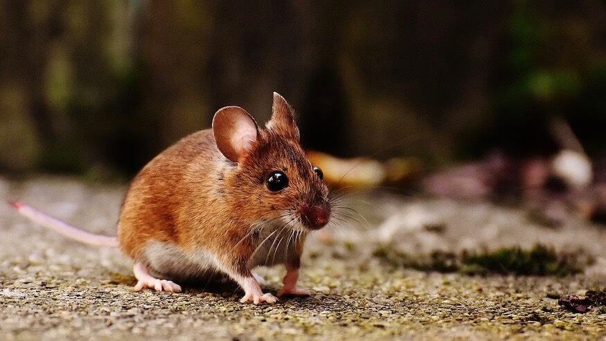 9 Early Prevention Tips Against Fall Rodent Infestations