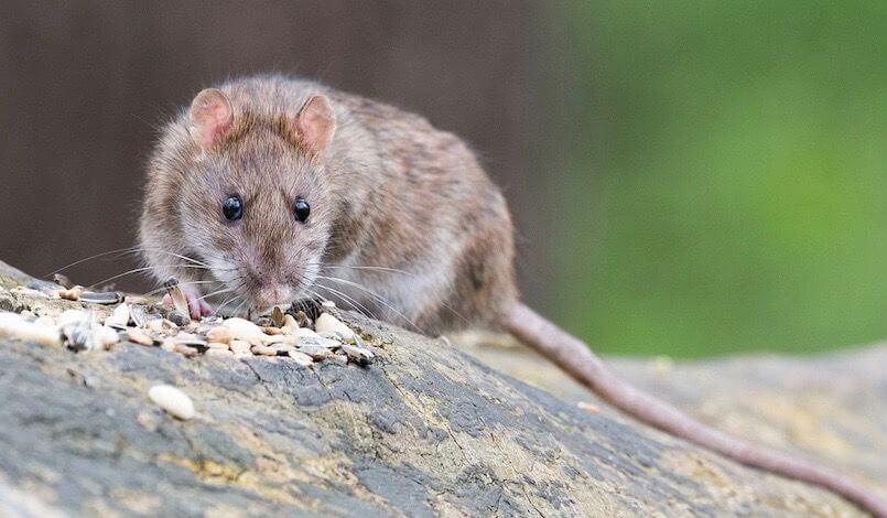 9 Early Prevention Tips Against Fall Rodent Infestations