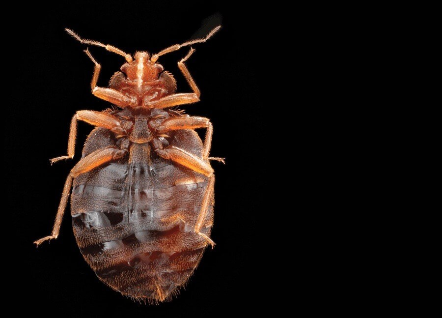 How To Keep Your Home Bed Bug Free Through Fall And Winter