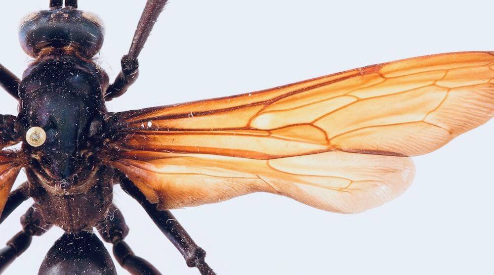 12 Of The World's Scariest Skin-Crawl-Worthy Insect Pests