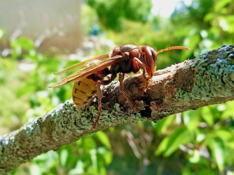 The Schmidt Pain Index And The Most Painful Insect Stings