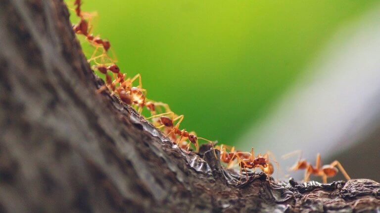 Pittsburgh Residential Ant Control | Extermination Services