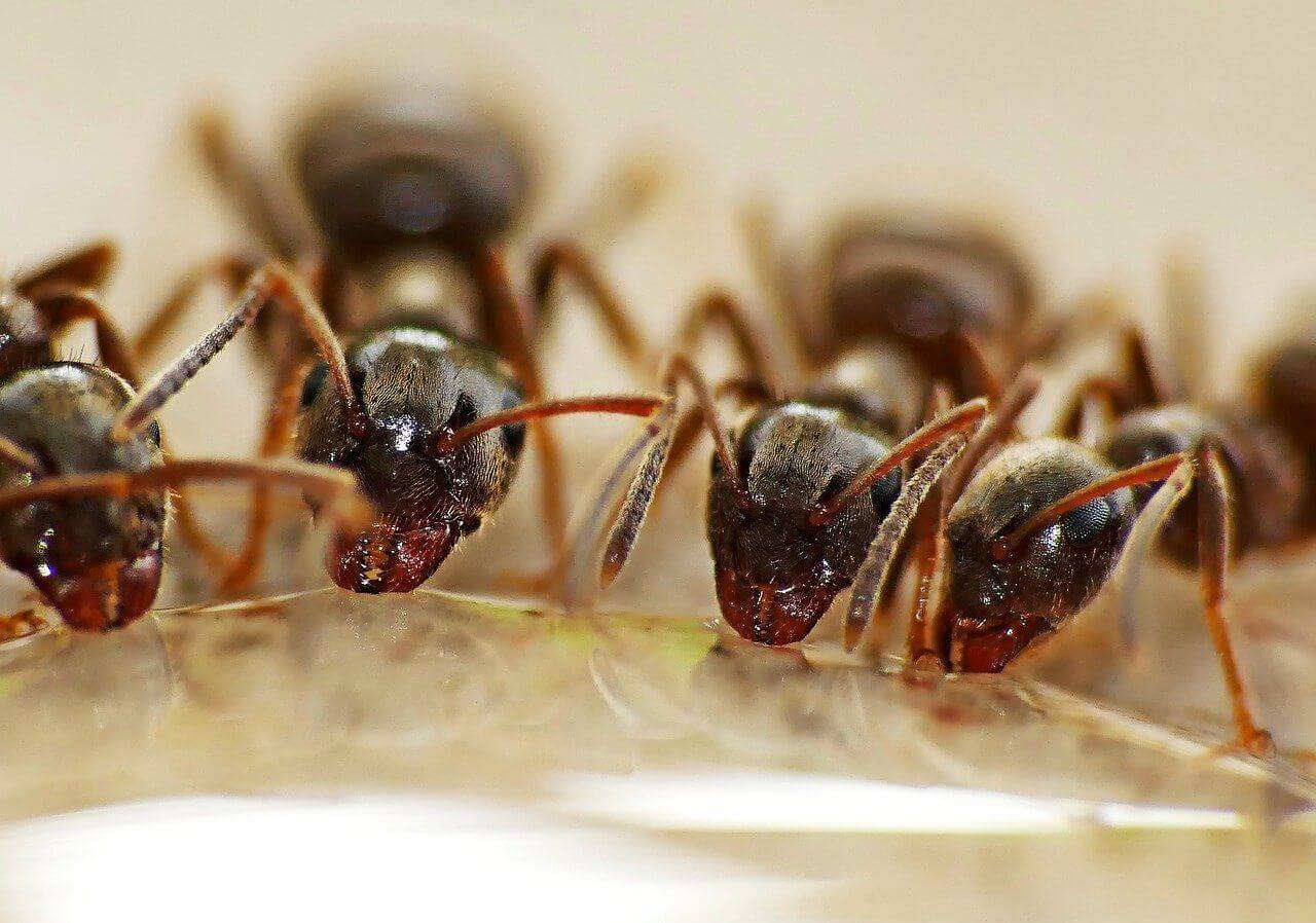 Pittsburgh Residential Ant Control | Extermination Services