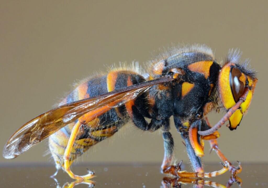 The Murder Hornet: Have You Ever Seen A Nightmare Walking?