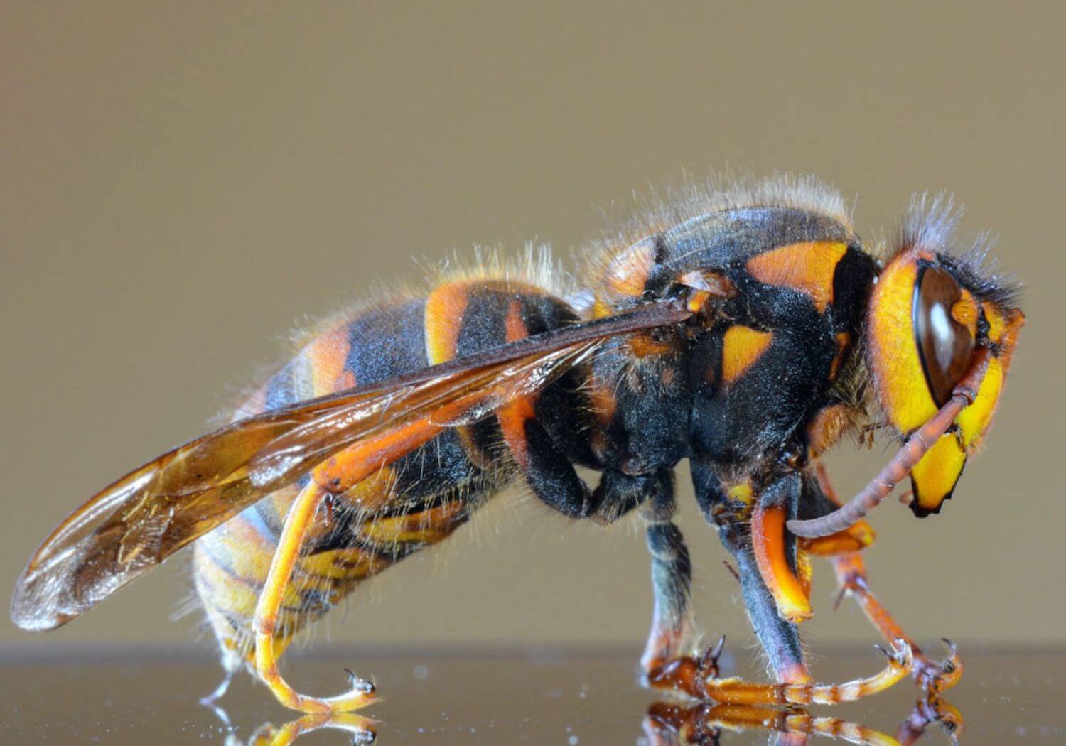 The Murder Hornet: Have You Ever Seen A Nightmare Walking?