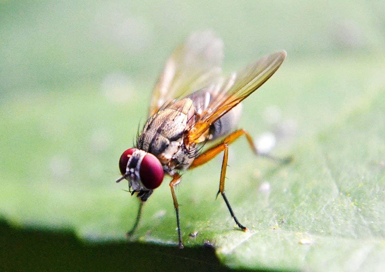 How To Prevent Flies From Invading Your Pittsburgh Home