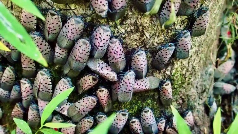 What Is A Spotted Lantern Fly And What To Do If You See One