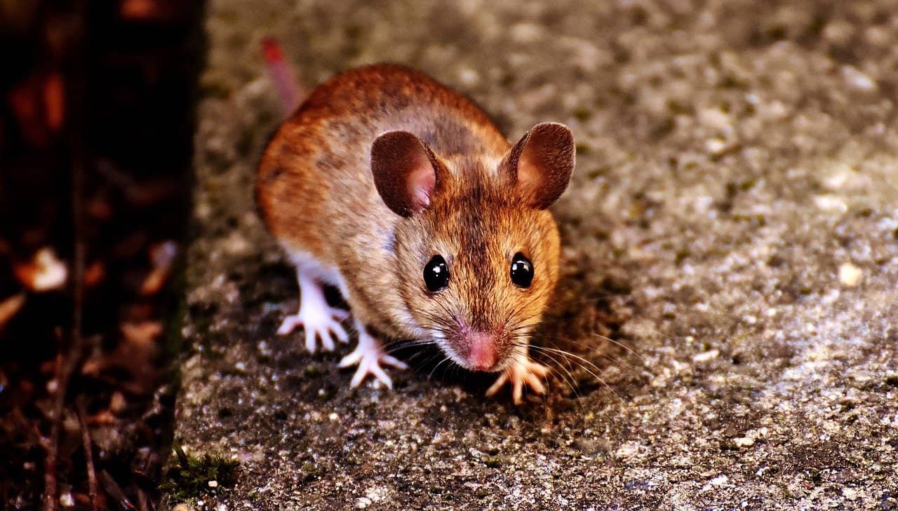 5 Winter Pests Every Homeowner Should Protect Against