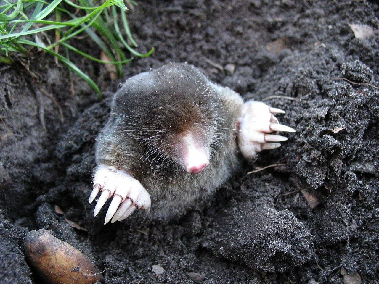Moles and Voles: The Bane of Pittsburgh Home Owners