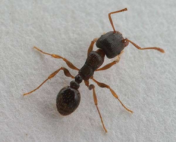 The Ultimate Guide To Pittsburgh Pavement Ant Control