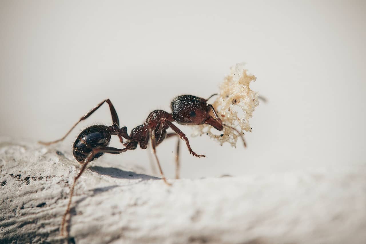 The Ultimate Guide To Pittsburgh Pavement Ant Control