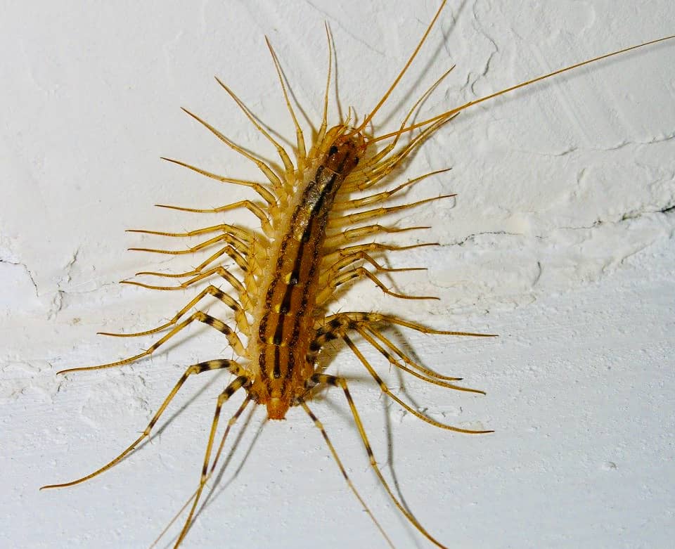 Pittsburgh Centipede Control: 5 Key Tips For Homeowners