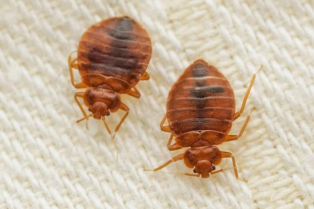 How To Identify Bed Bug Bites - Tips From A Pest Expert
