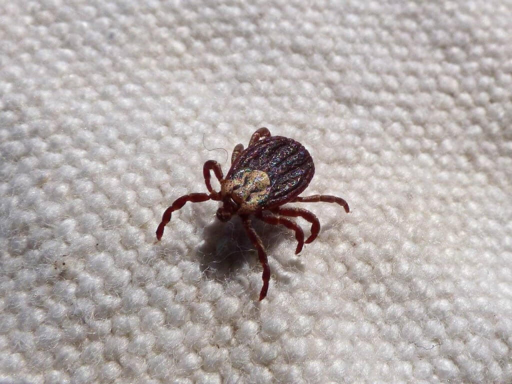 Tick Season - How To Properly Check For And Remove Ticks