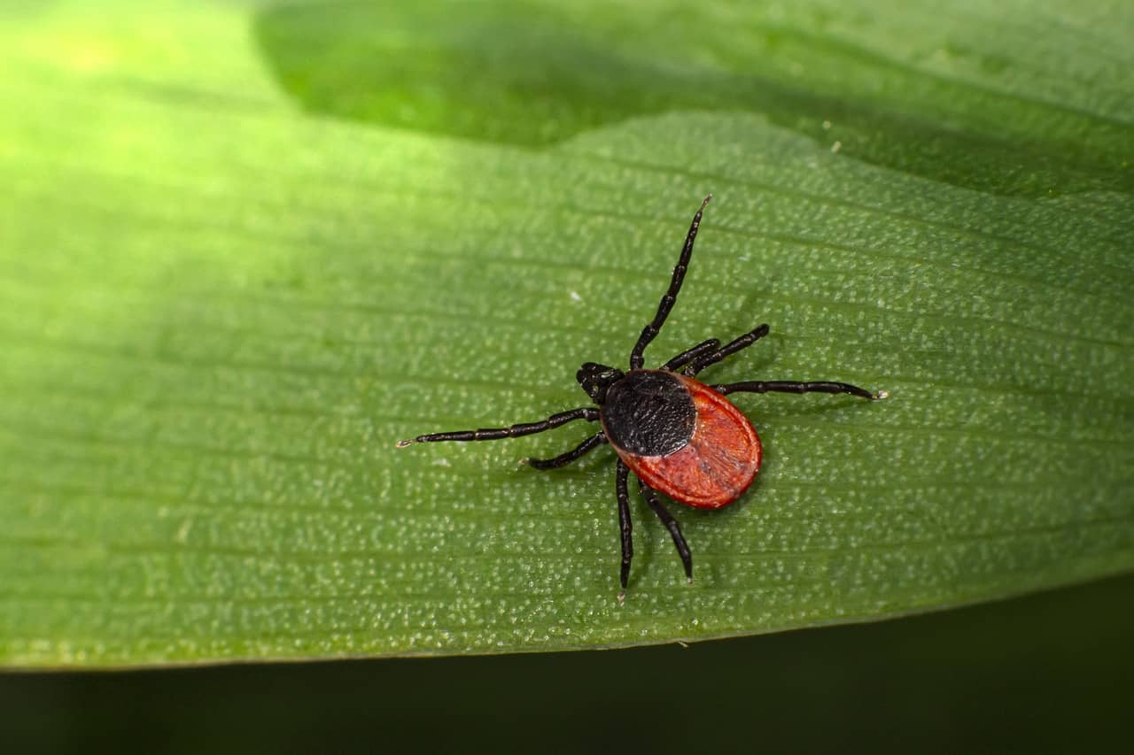 Tick Season - How To Properly Check For And Remove Ticks