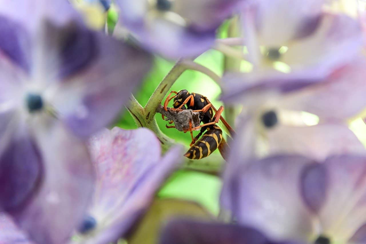 Zombie Insects - Mother Nature’s Serial Killers