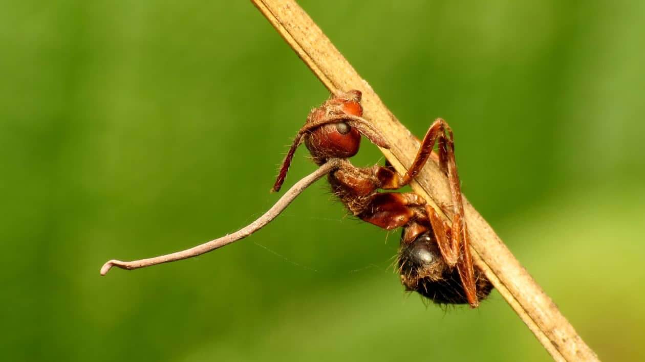 Zombie Insects - Mother Nature’s Serial Killers