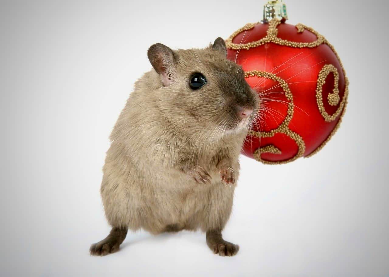 Holiday Pest Control - Ornaments Decorations And Pests!
