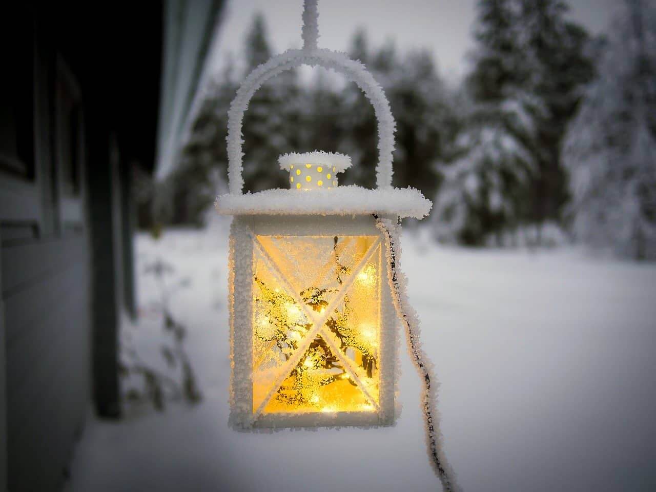 Where Do Insects Pests Go During The Winter Months?