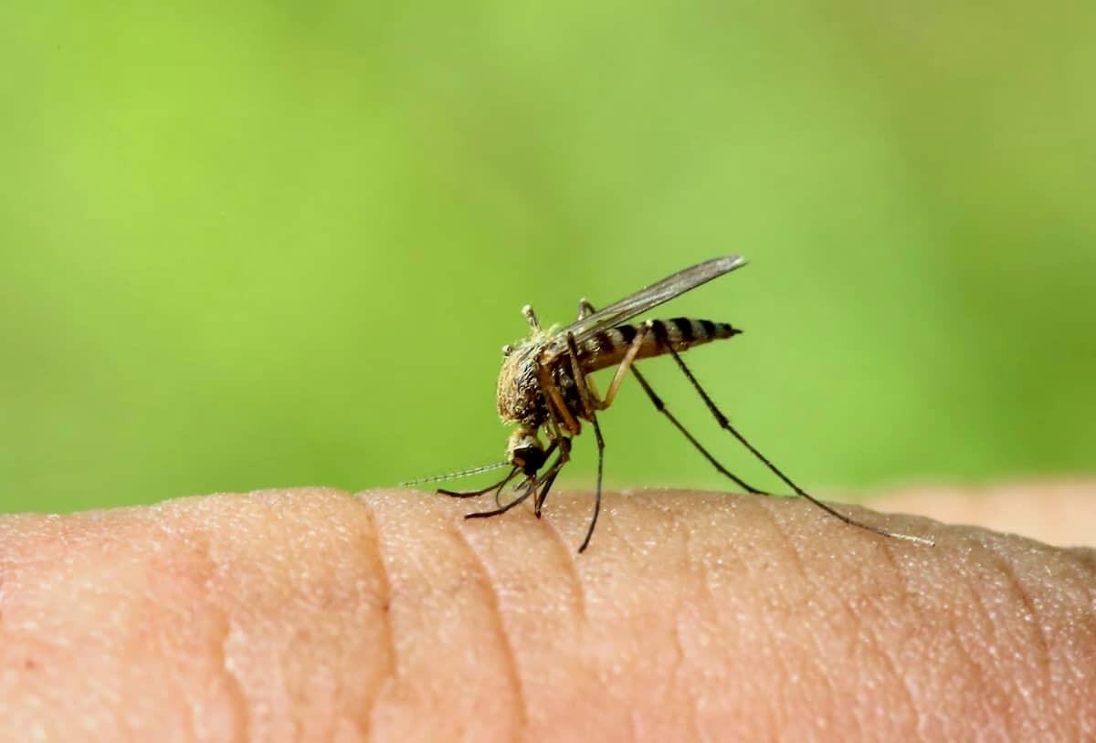 The Ultimate Guide To Insect Bite Identification