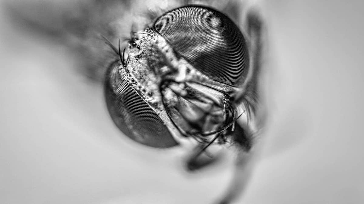 Where Flies Lay Their Eggs - 5 Tips To Prevent Infestations