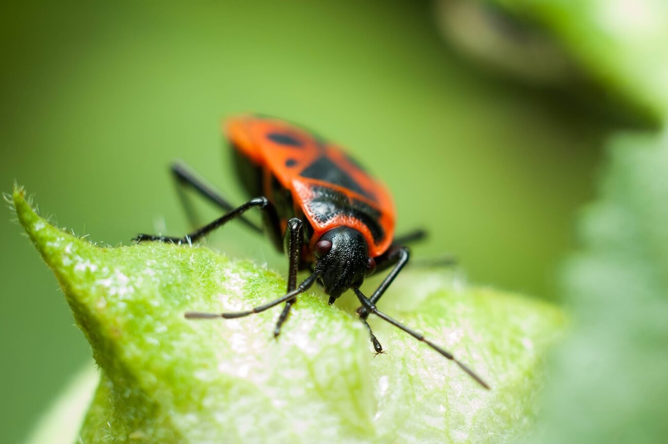 How To Deal With A Boxelder Bug Infestation
