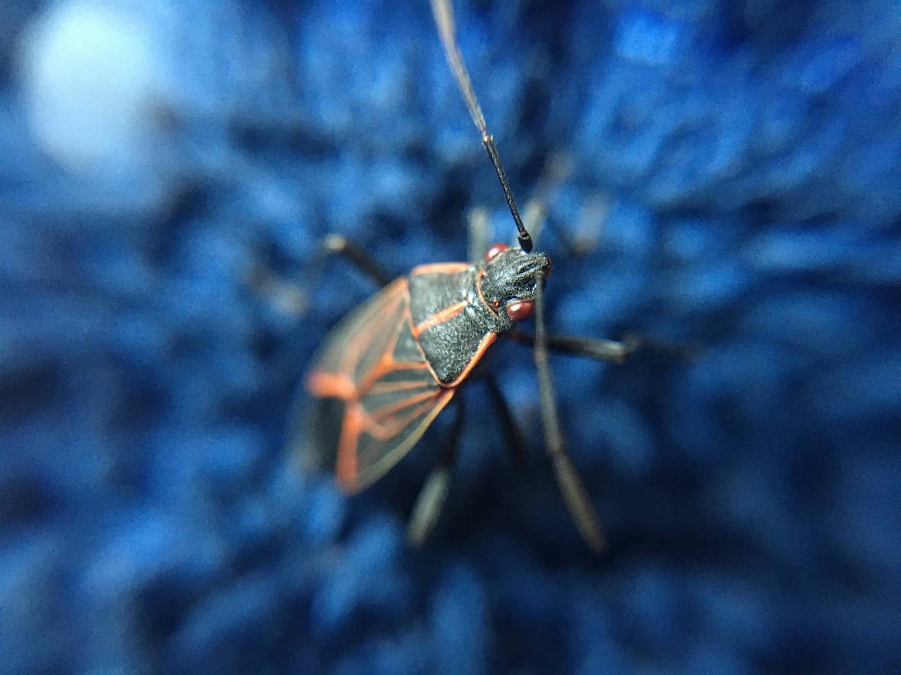 How To Deal With A Boxelder Bug Infestation