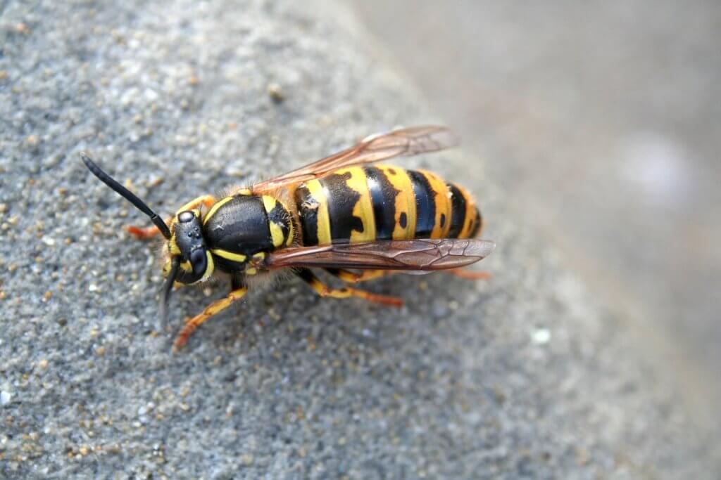 Yellow Jacket Season - What To Do If You Get Stung