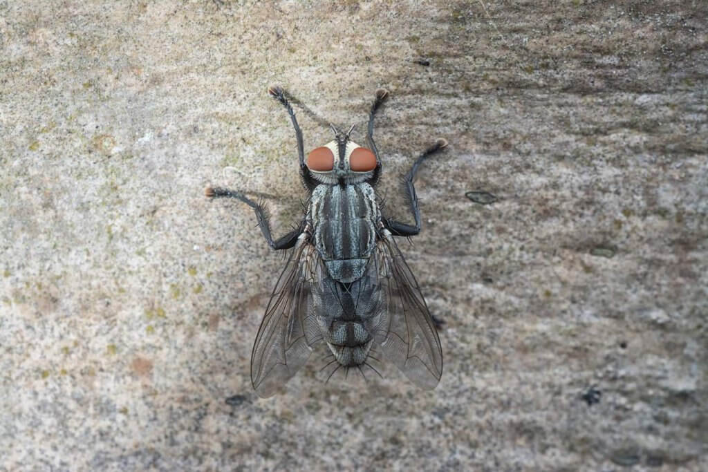 How to Get Rid of Cluster Flies - 4 Simple Tips