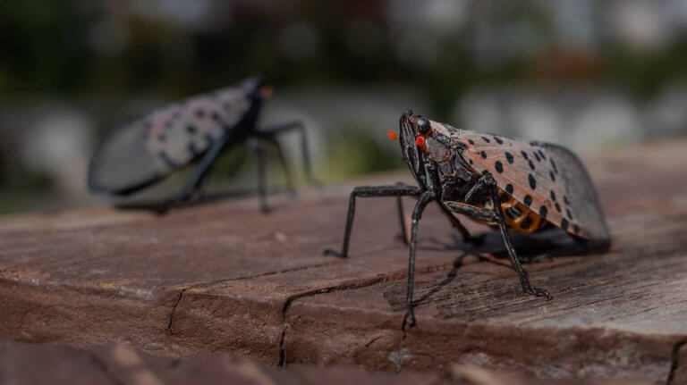 Spotted Lanternfly Treatments - There’s No Escape!